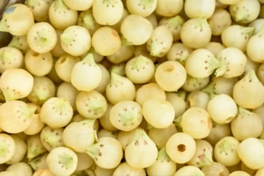 Mahua Flower by Narayani Rice Mill. Supplier from India. Product Id ...