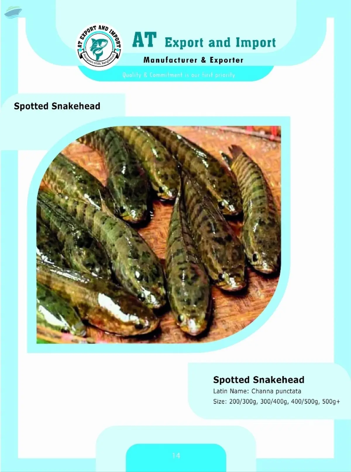 Spotted Snakehead Fish by AT Export And Import. Supplier from Bangladesh. Product Id 1624160.