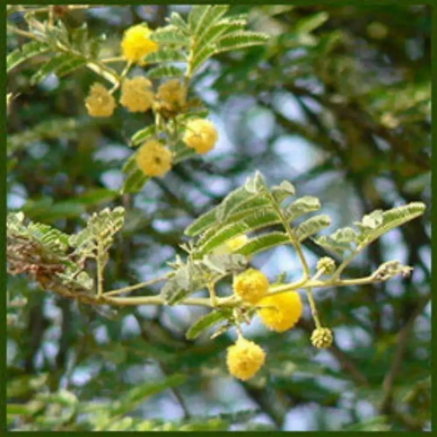 Acacia Arabica / Nilotica by Sivaroma Naturals Pvt Ltd. Supplier from ...