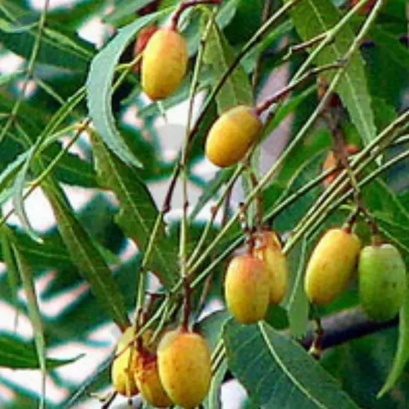 Neem Oil by Sivaroma Naturals Pvt Ltd. Supplier from India. Product Id ...