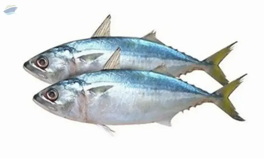 Indian Mackerel Fish (Rastrelliger Kanagurta) by Oceanus Foods ...