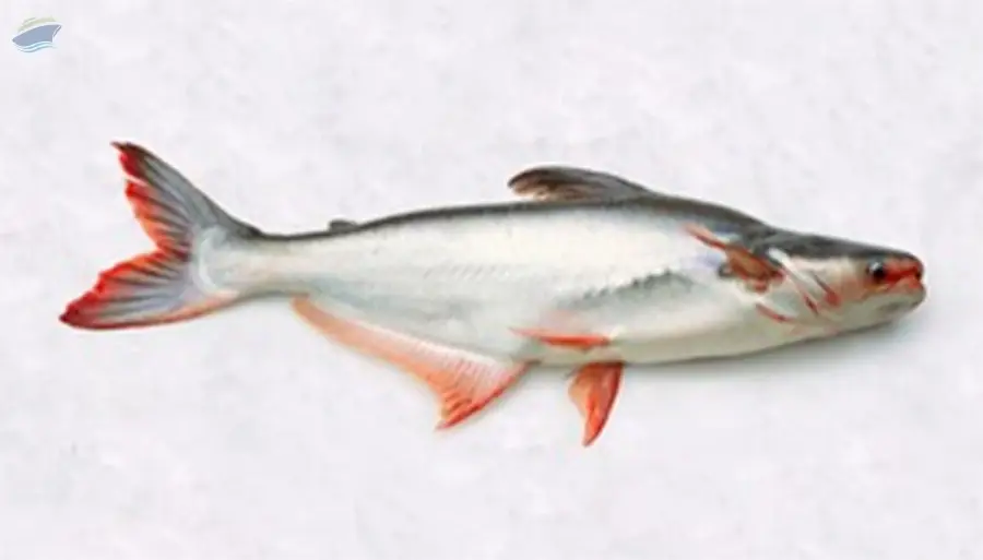 Pangasius Fish by Oceanus Foods. Supplier from India. Product Id 1632087.