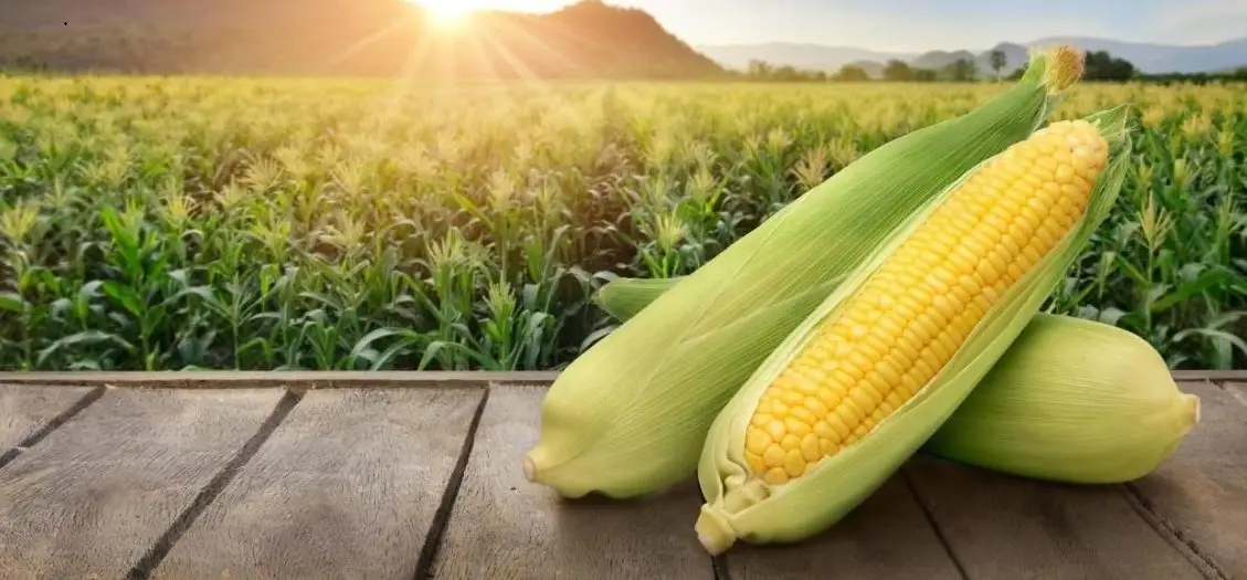 Corn by Tujjar World LLC. Supplier from Oman. Product Id 1683143.