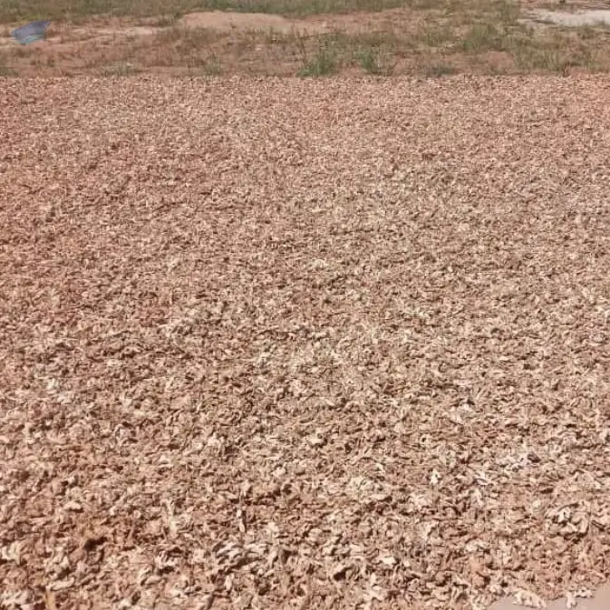Dry Split Ginger by Aquila Agro-Allied Impex Ltd. Supplier from Nigeria ...