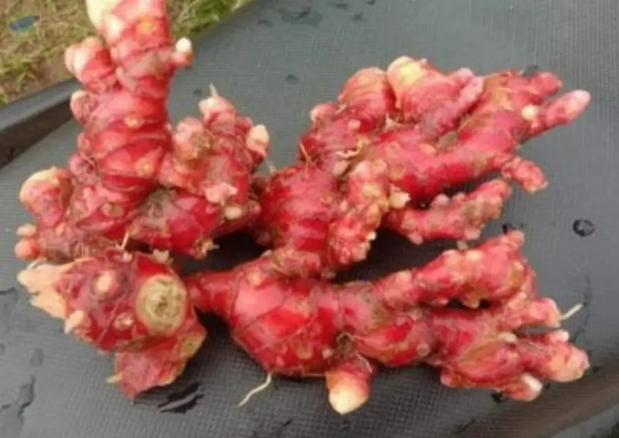 Red Ginger by PT Barokah Sentosa Abadi Bersama. Supplier from Indonesia ...