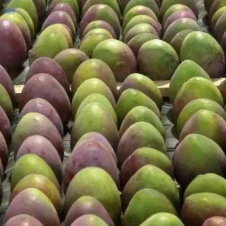 Fresh Mangoes by AG-X Phil Rattan Trading. Supplier from Philippines ...
