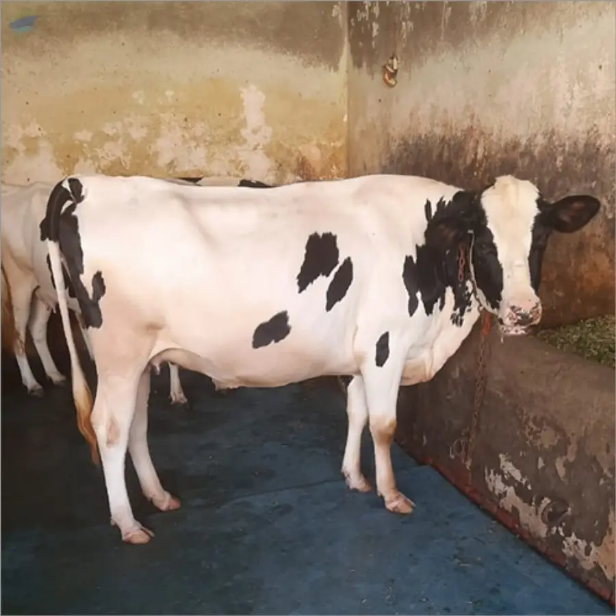 Holstein Friesian by Kjr Agro Agencies. Supplier from India. Product Id ...