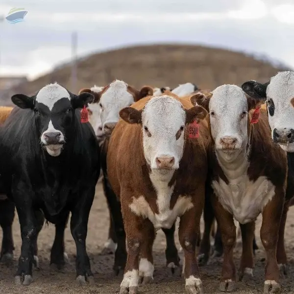 Hereford Cattle by Kjr Agro Agencies. Supplier from India. Product Id ...