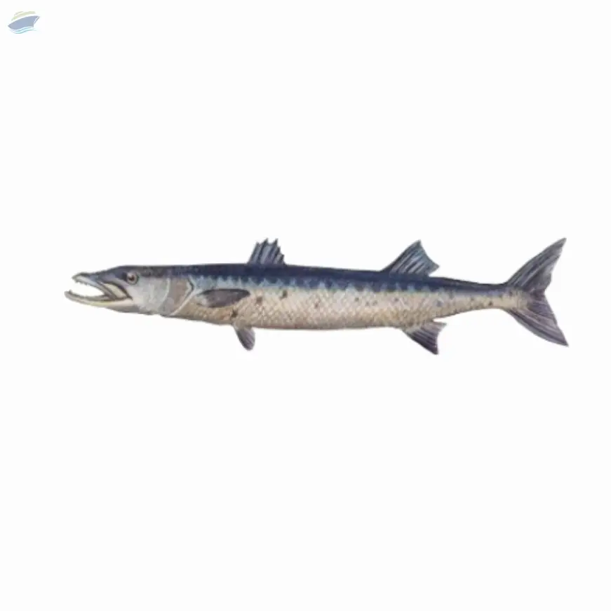 Fresh/ Frozen Barracuda Fish by Rwad Al-Ibtikar Co LLC. Supplier from ...