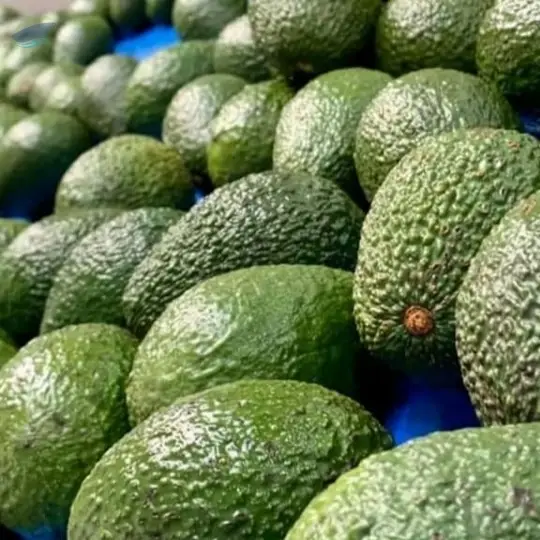 Fresh Avocado, The Best Quality From Kenya by Chemtech Innovation ...